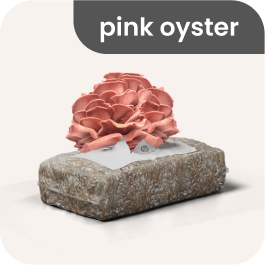 Shrooly: grow mushrooms you can't find anywhere