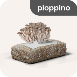 Shrooly: grow mushrooms you can't find anywhere