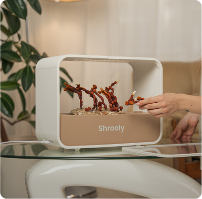 Shrooly: grow mushrooms you can't find anywhere