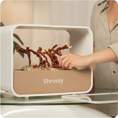 Shrooly: grow mushrooms you can't find anywhere
