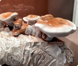 Shrooly: grow mushrooms you can't find anywhere