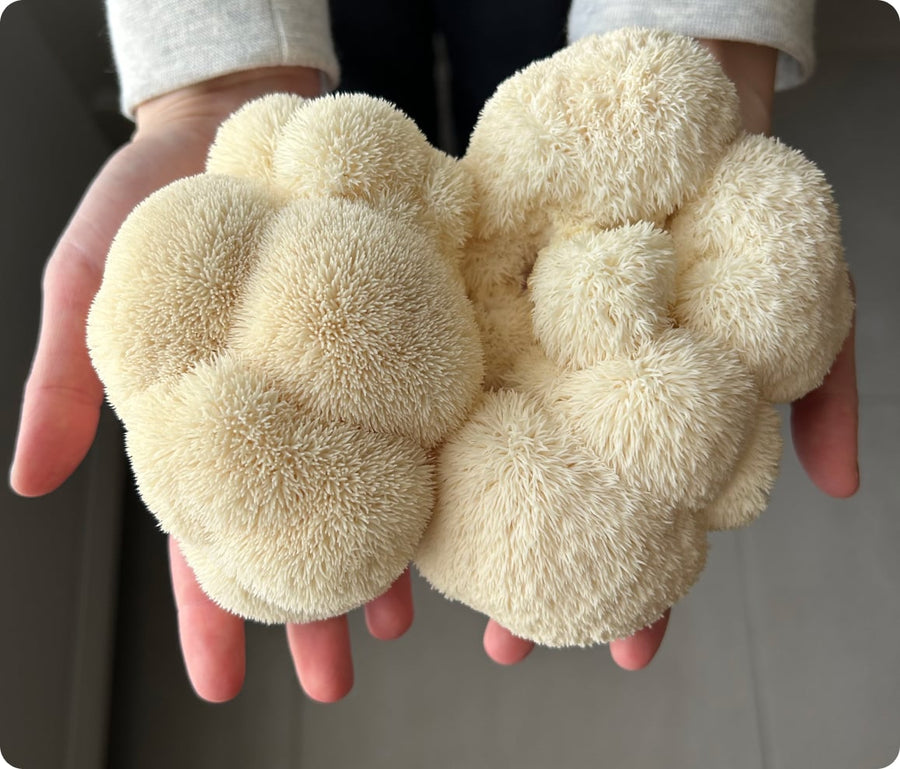 Shrooly: grow mushrooms you can't find anywhere