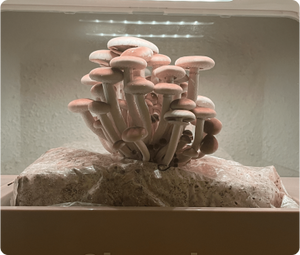 Shrooly: grow mushrooms you can't find anywhere