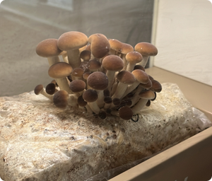 Shrooly: grow mushrooms you can't find anywhere