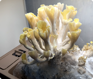 Shrooly: grow mushrooms you can't find anywhere