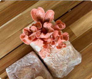 Shrooly: grow mushrooms you can't find anywhere