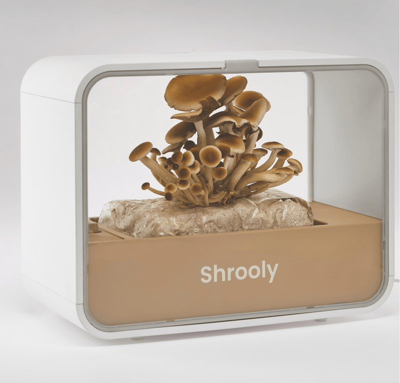 Shrooly