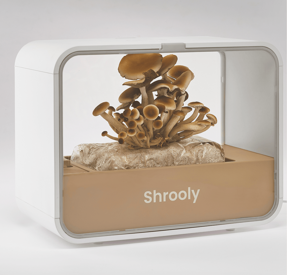 Shrooly