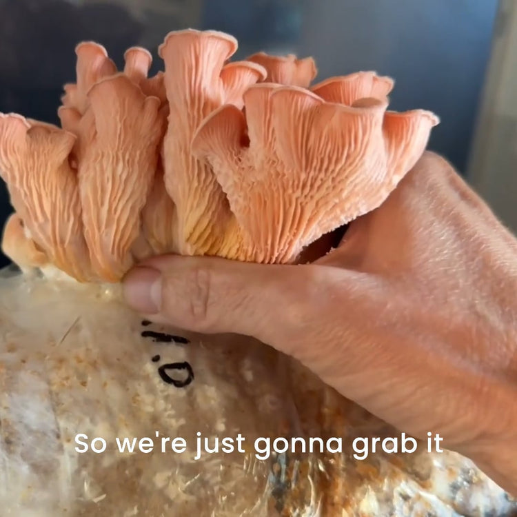 Shrooly: grow mushrooms you can't find anywhere